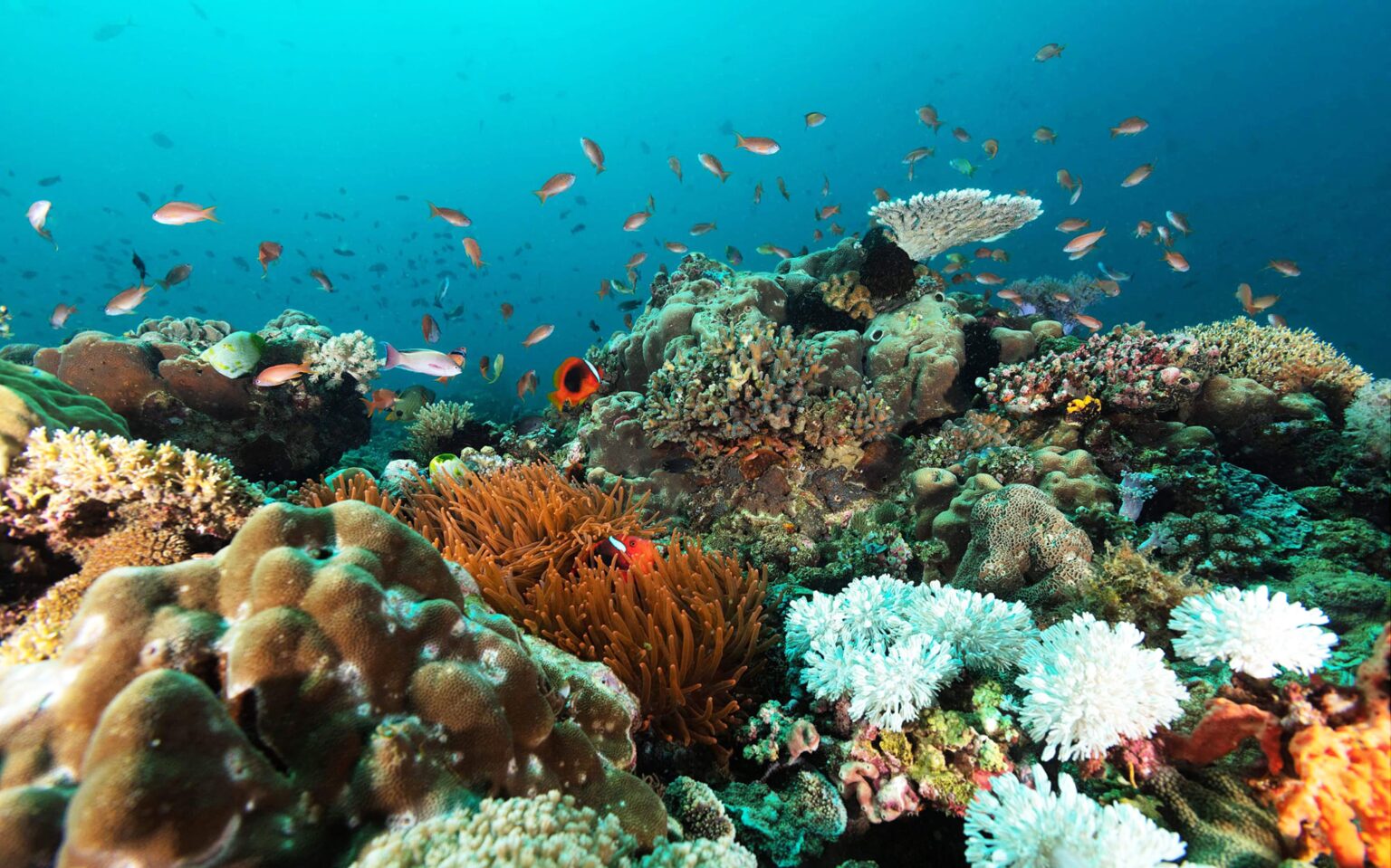 Corales: Los Bosques Submarinos del Planeta - Mujeres del Mar