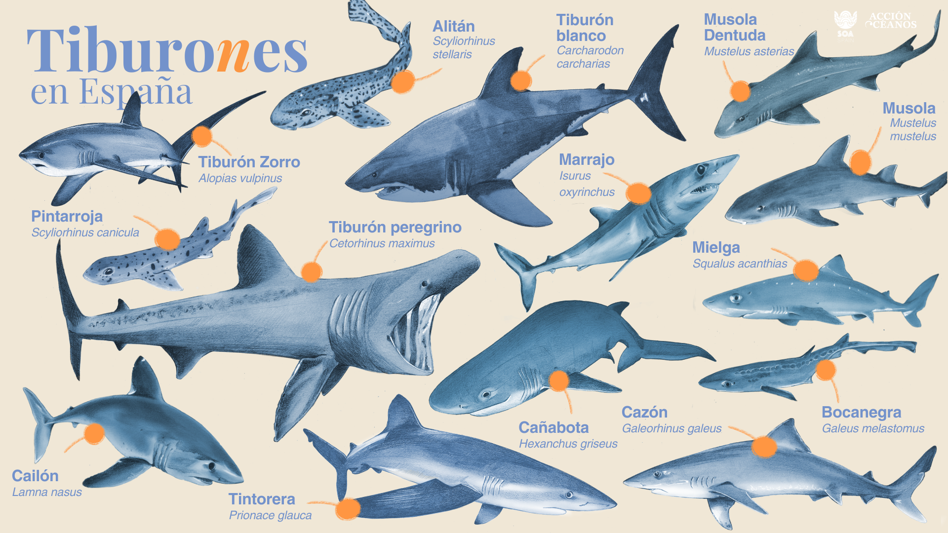 Conoce a los tiburones de España - Mujeres del Mar
